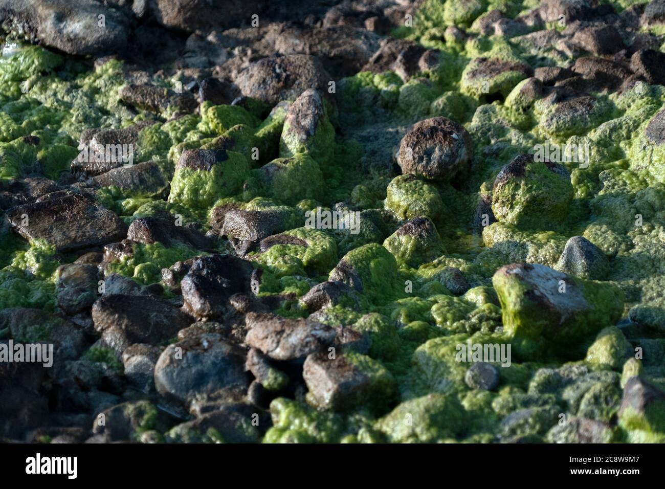 polluted river creek green and yellow water Stock Photo - Alamy