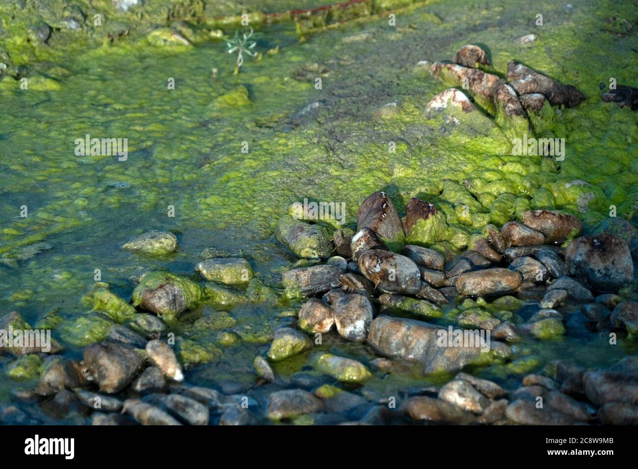 polluted river creek green and yellow water Stock Photo - Alamy