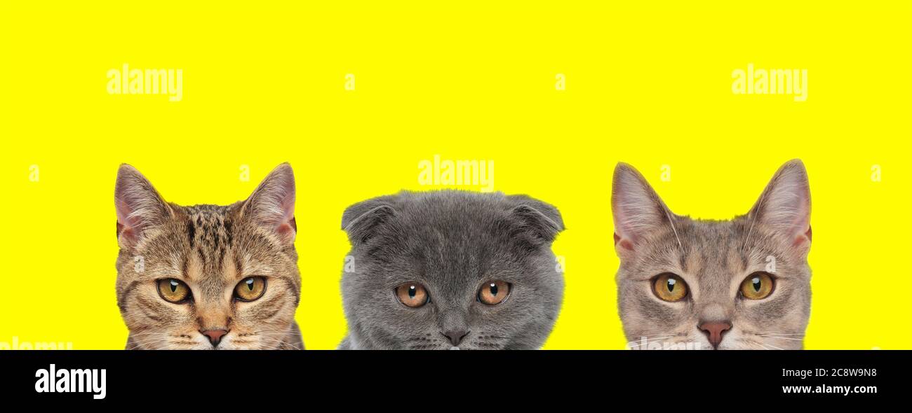 two metis cats and one Scottish Fold cat are standing side by side with ...