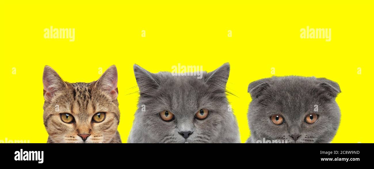 couple of 3 cats consisting of a metis cat, British Longhair cat and ...