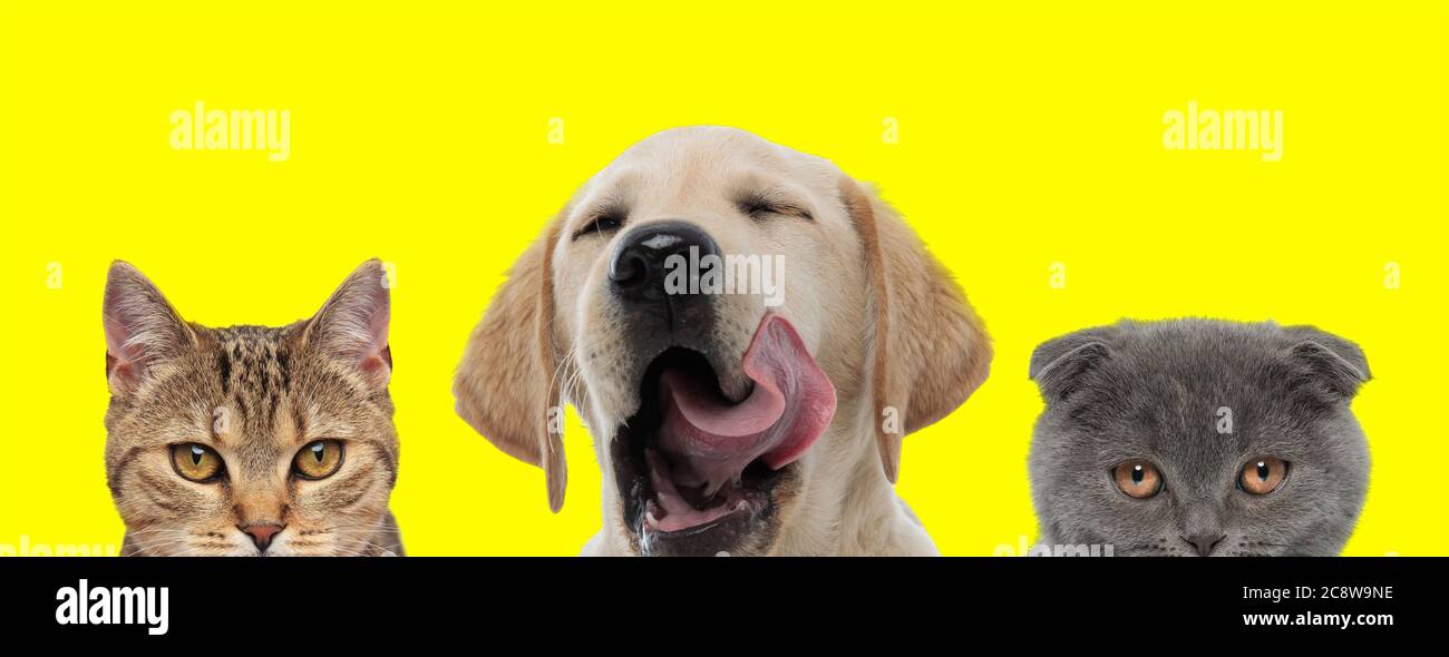 couple of 3 animals consisting of a metis cat, Labrador Retriever dog ...