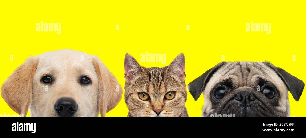 Which Dog Is Better Pug Or Labrador