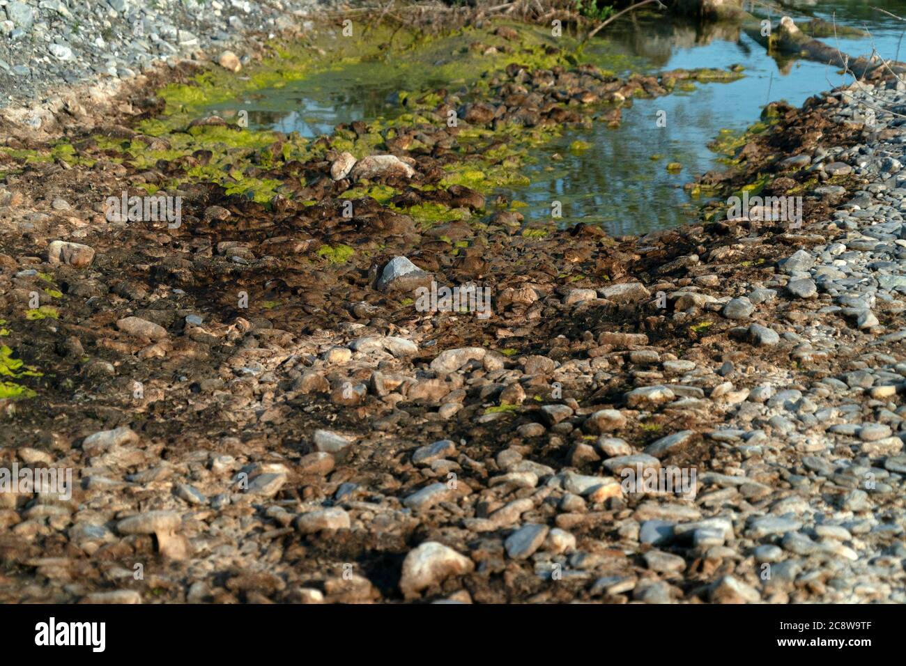 polluted river creek green and yellow water Stock Photo - Alamy