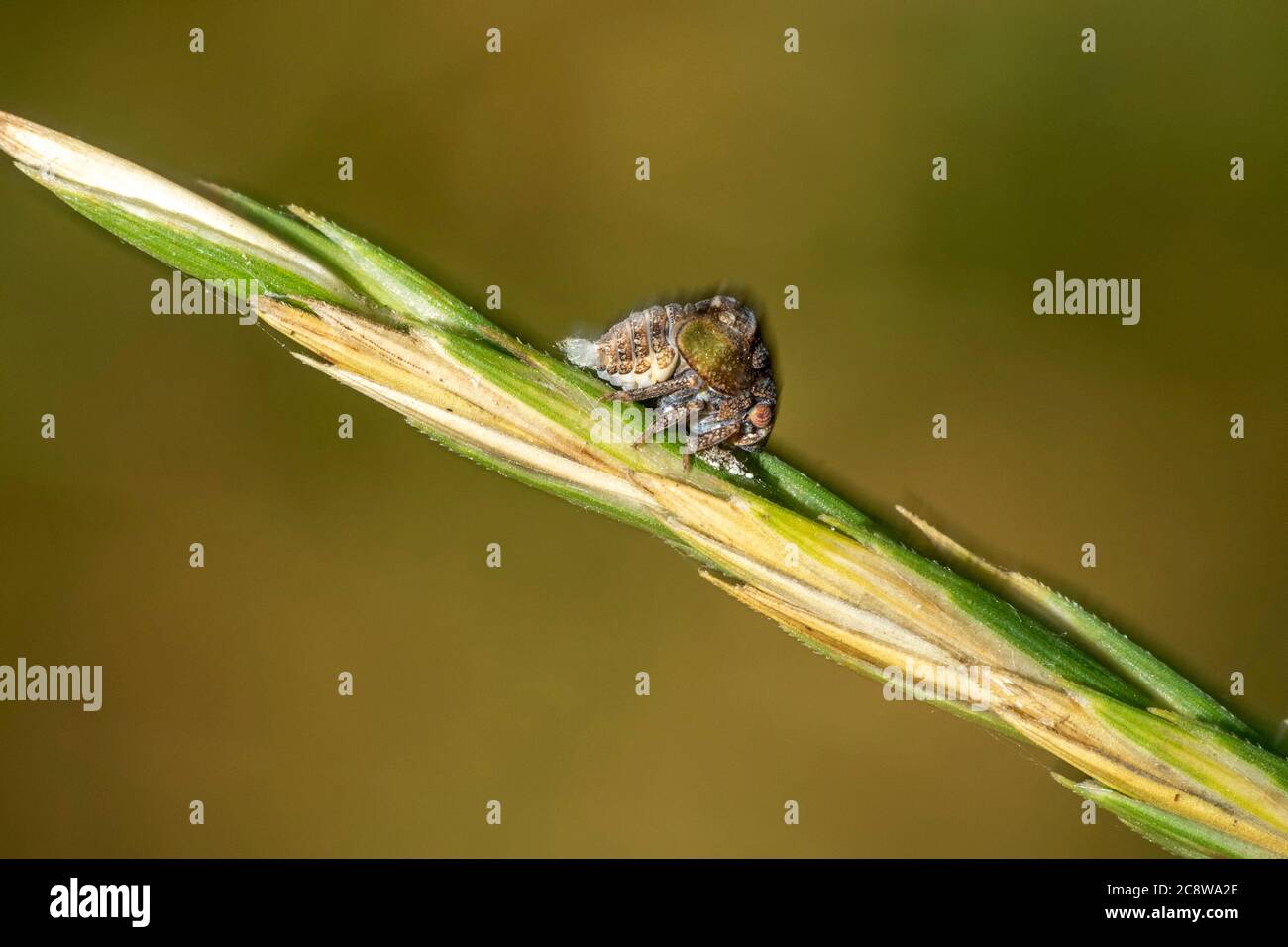 Flea macro hi-res stock photography and images - Alamy