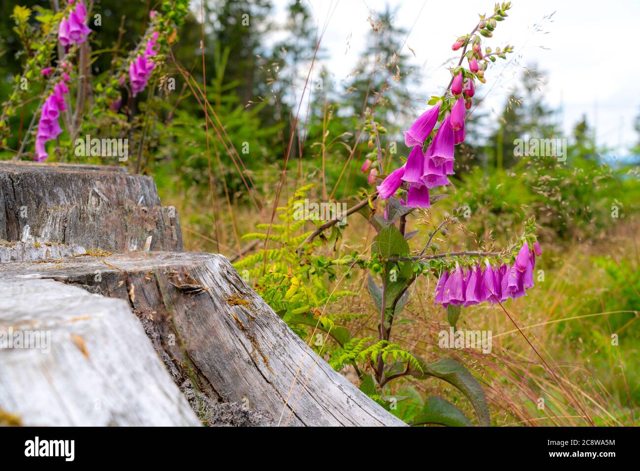 Wild flower, red foxglove, Digitalis Purpurea, plants, flowers, wild ...