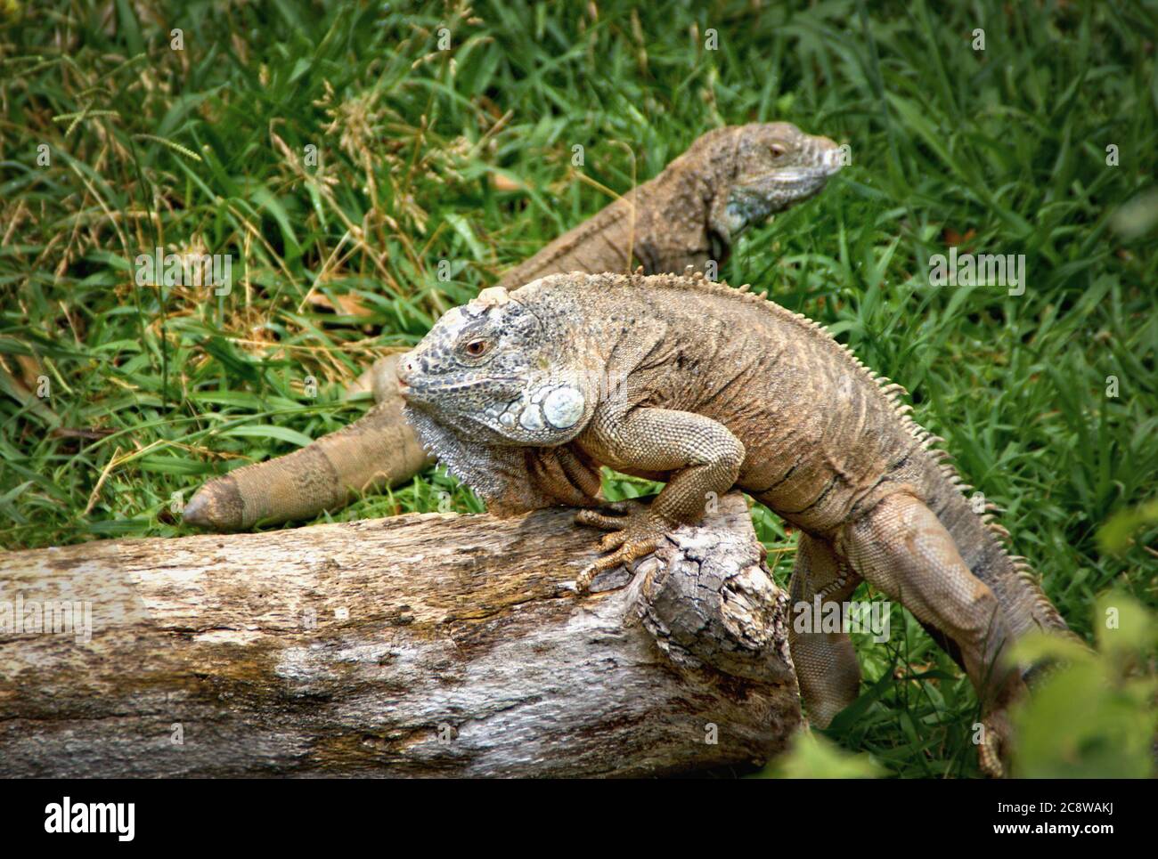 Flying Iguana High Resolution Stock Photography and Images - Alamy