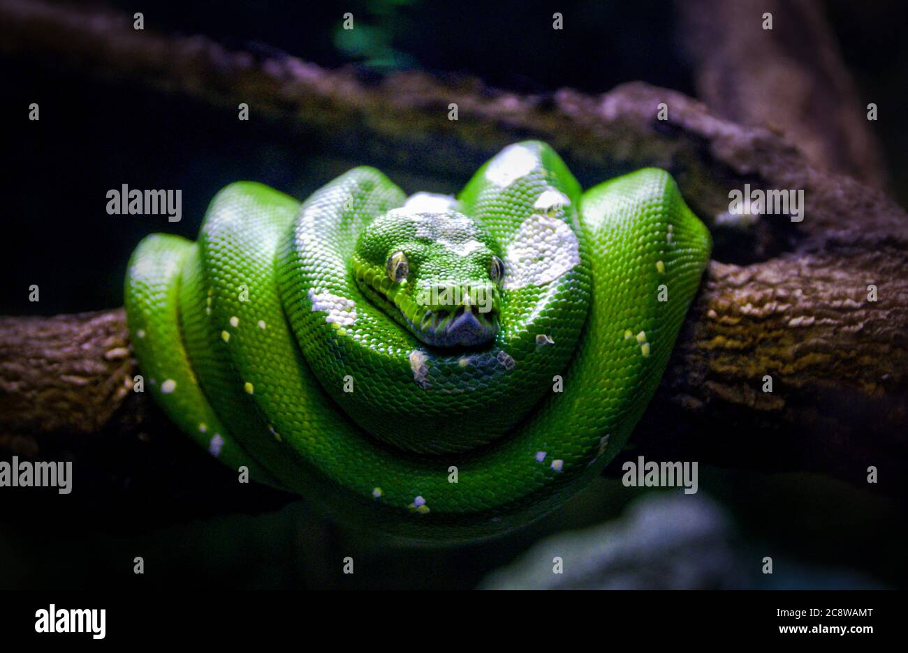 Green Snake In A Tree Branch Stock Photo - Alamy