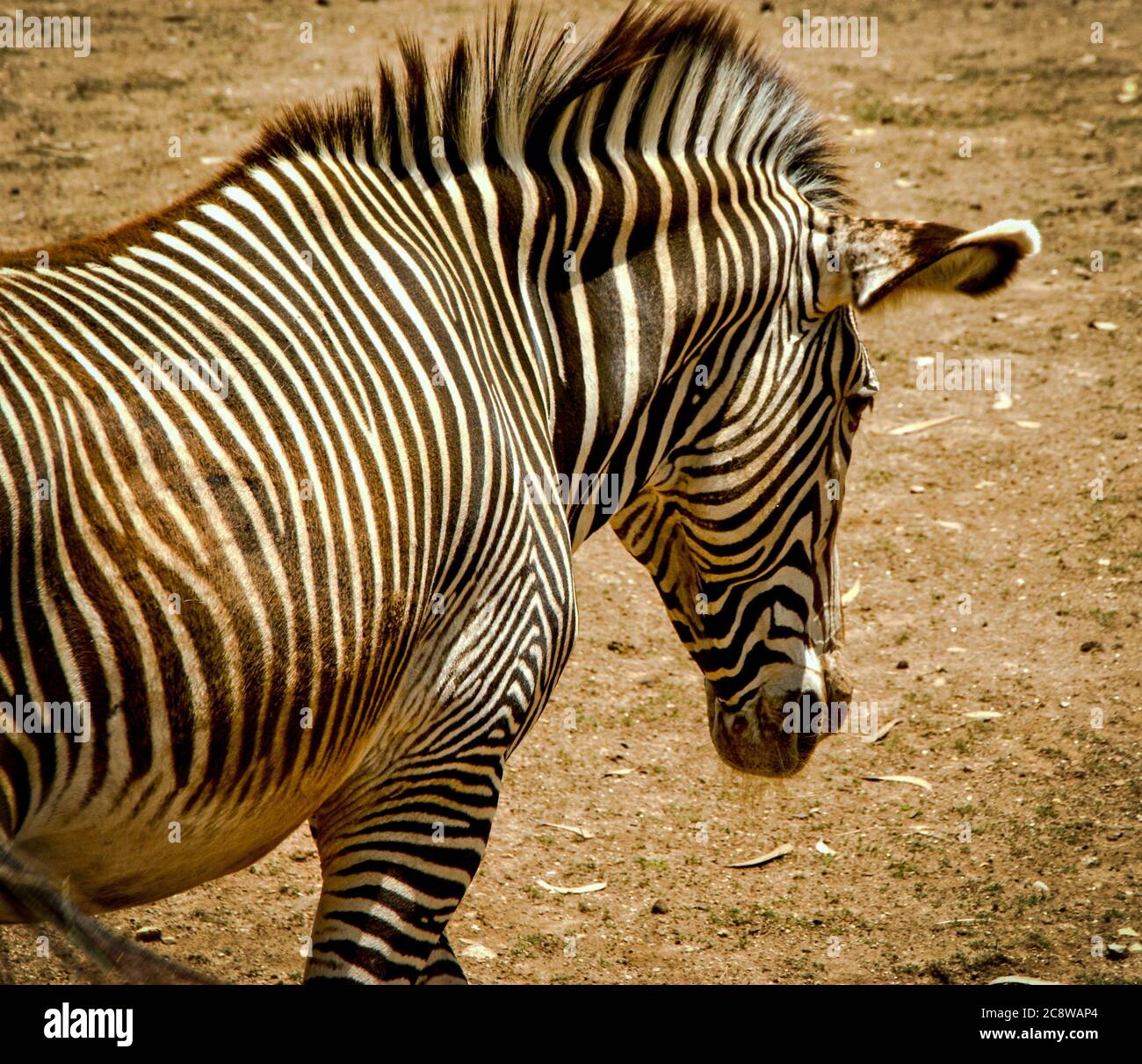 Equidae family hi-res stock photography and images - Alamy