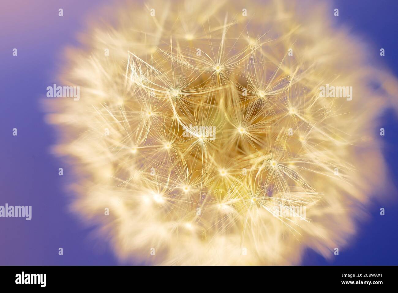 Various Macro Photography credit Ian Fairbrother/Alamy Stock Photos ...