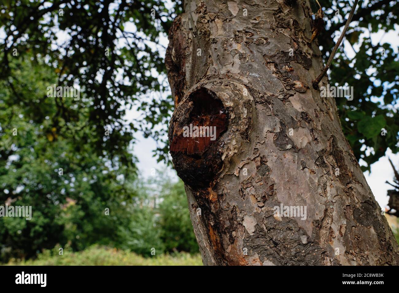 Damage to the bark and trunk of an apple tree following a fugal growth ...