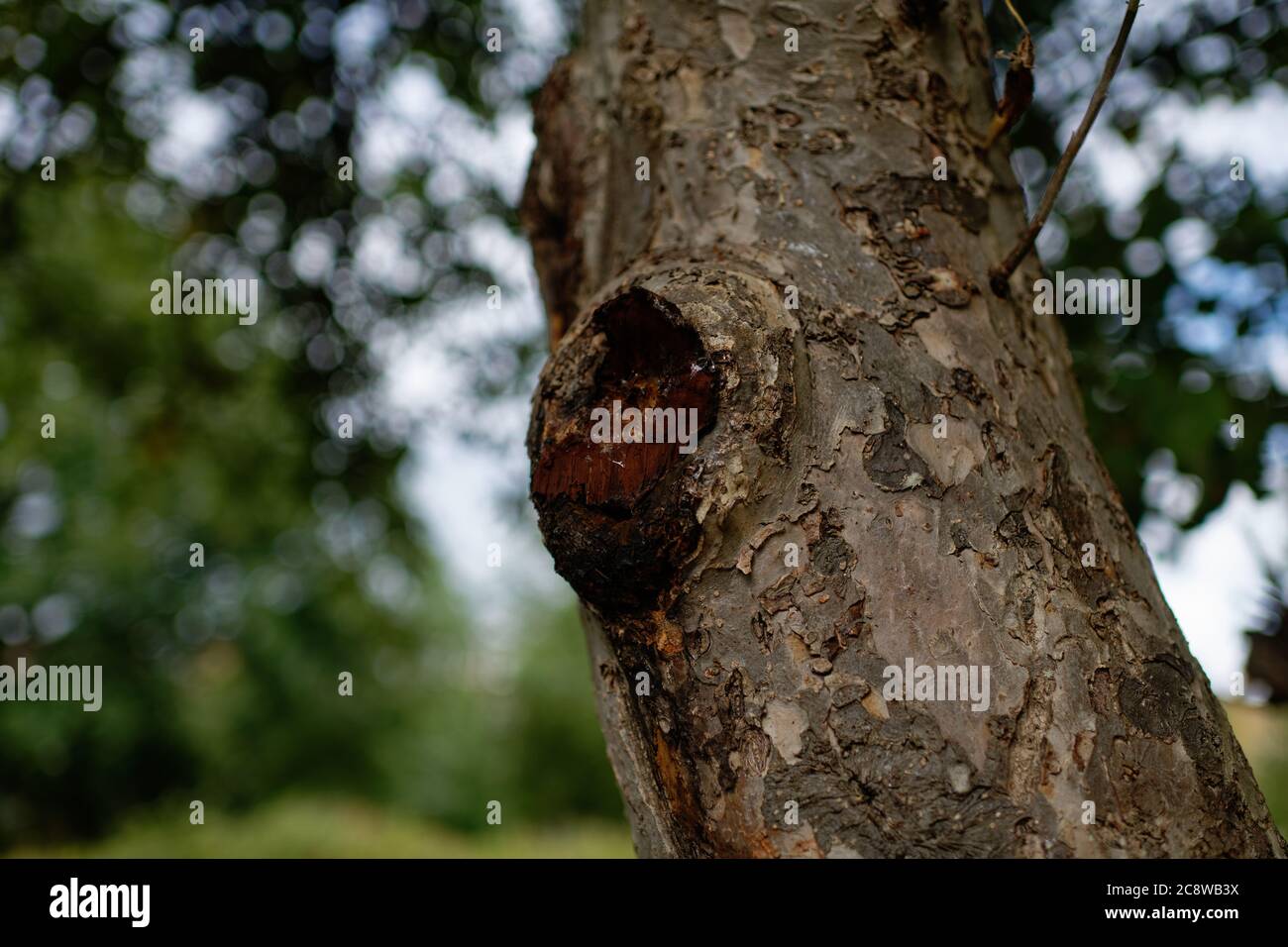 Damaged to the bark and trunk of an apple tree following a fugal growth ...