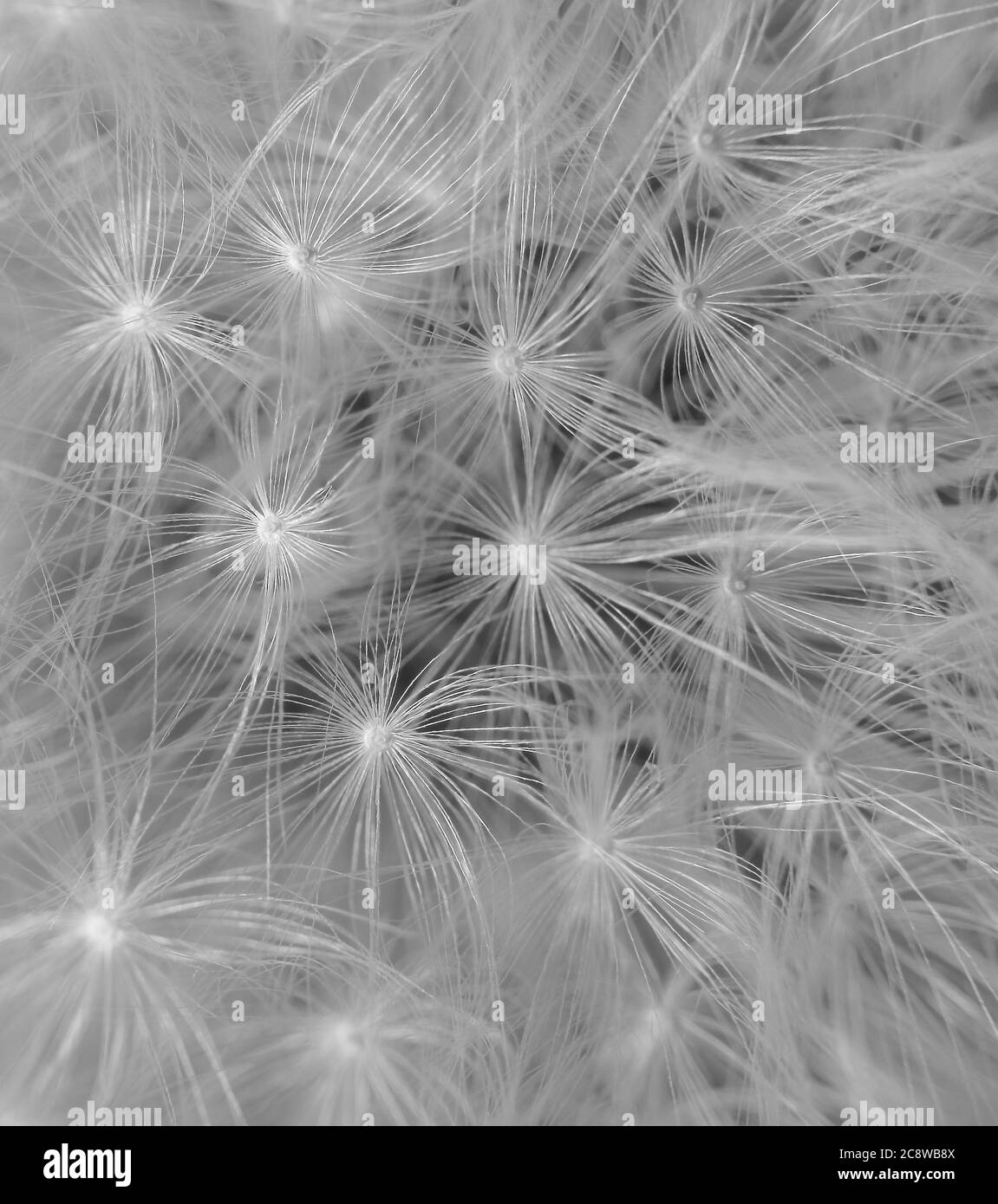Various Macro Photography credit Ian Fairbrother/Alamy Stock Photos ...