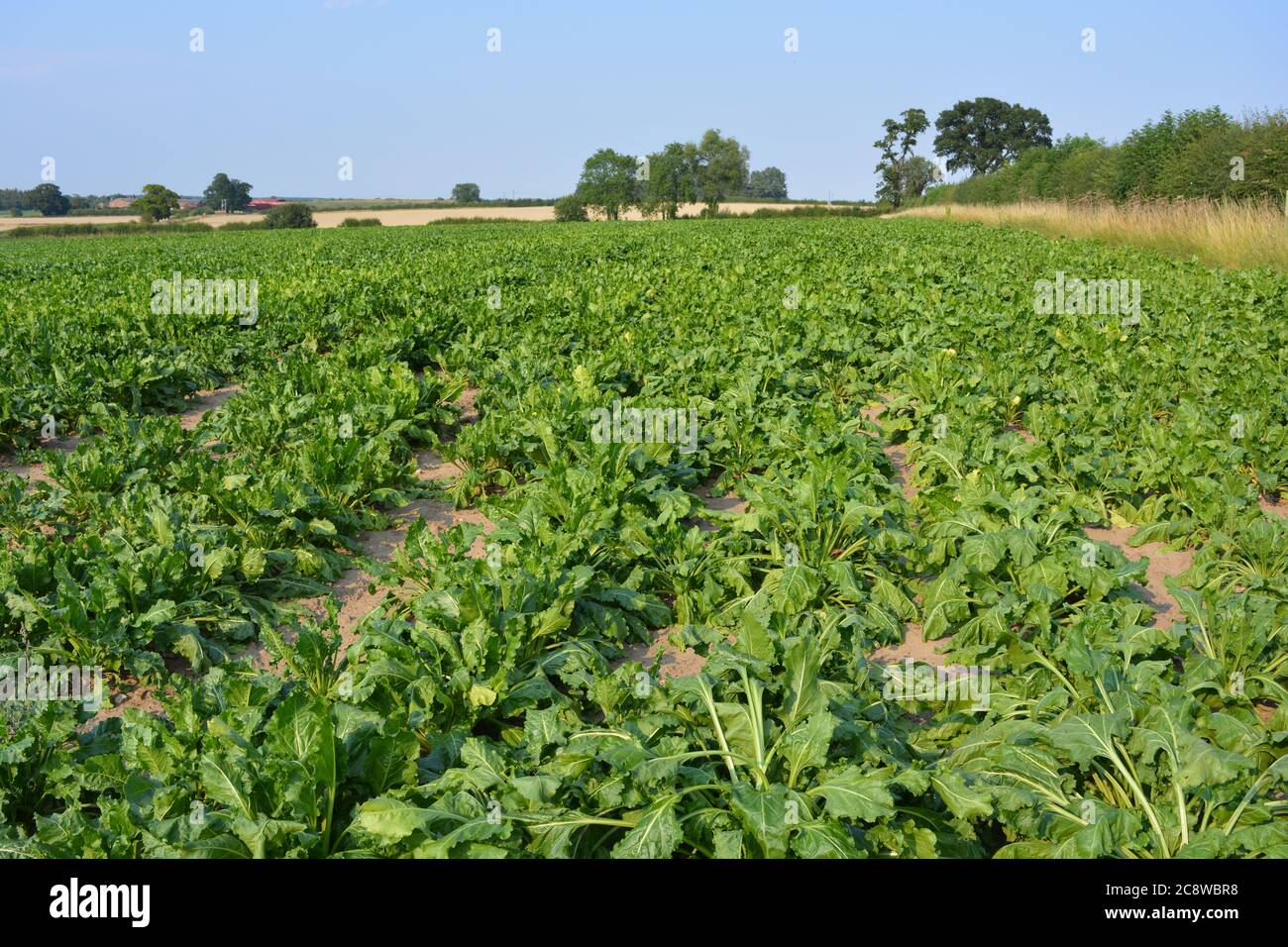 Agricultural landscape, field of sugar beet, North Yorkshire Stock ...