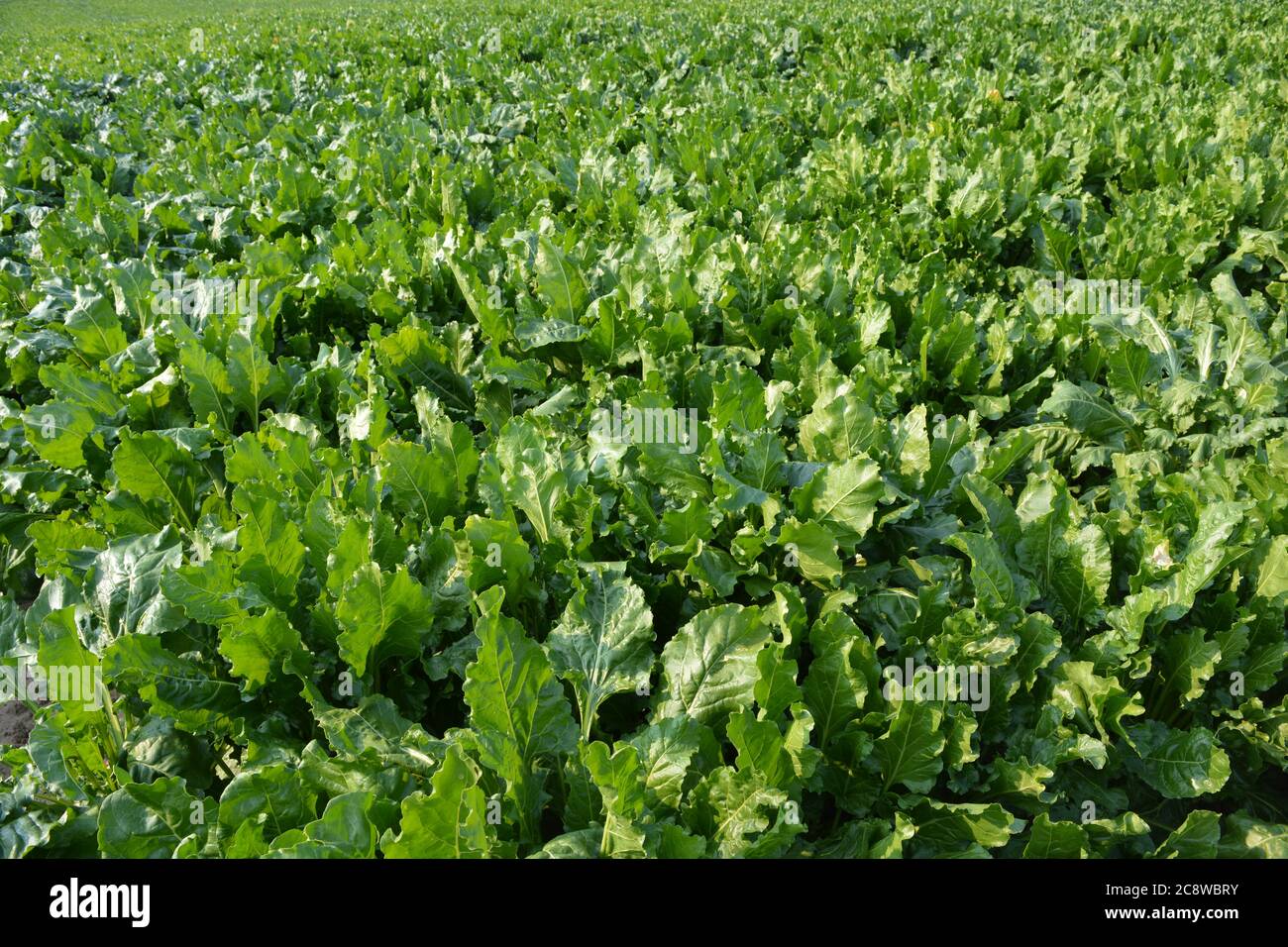 Agricultural landscape, field of sugar beet, North Yorkshire Stock ...