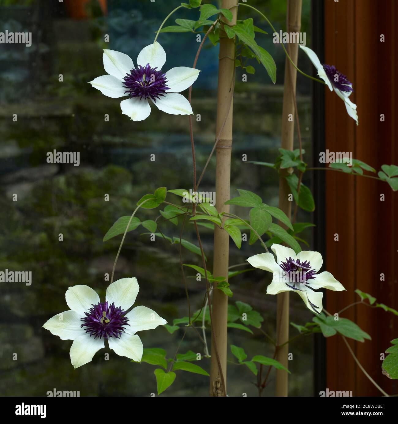 Clematis florida hi-res stock photography and images - Alamy