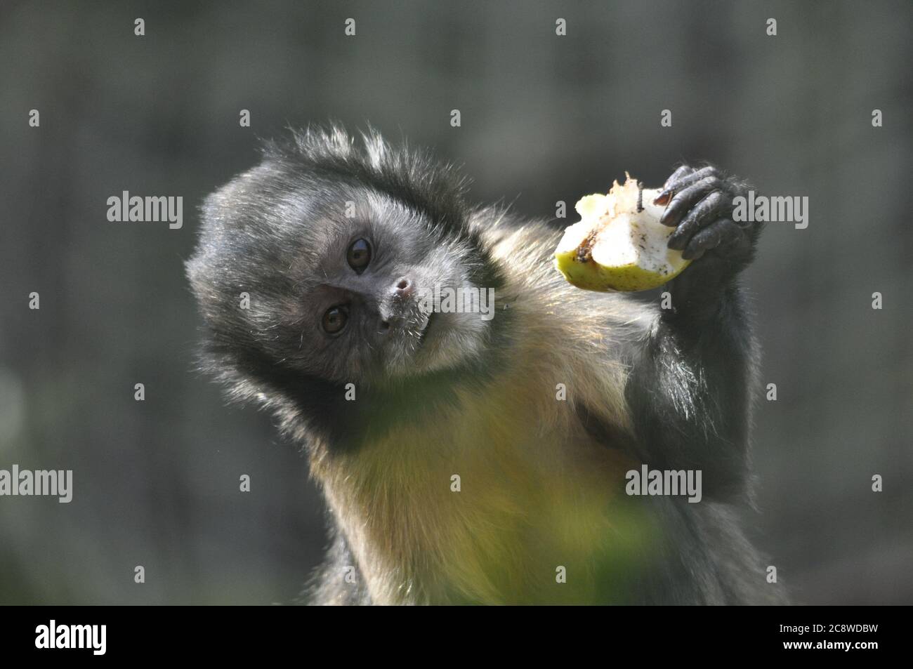 Monkeys at colchester zoo hi-res stock photography and images - Alamy