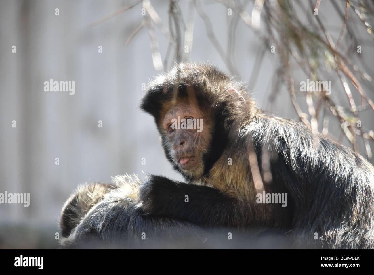 Monkeys at colchester zoo hi-res stock photography and images - Alamy