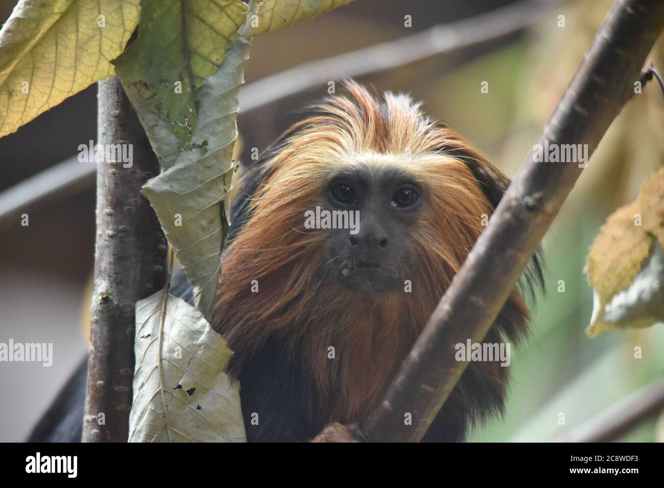 Colchester zoo monkey hi-res stock photography and images - Alamy