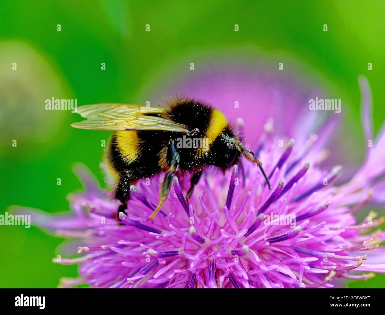 Bumble bee pollinating purple flower against muted green background ...