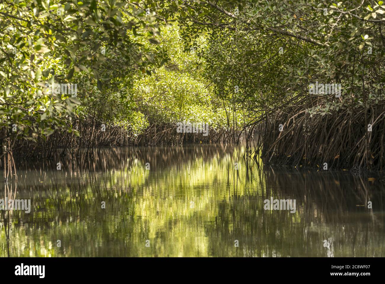 Senegal sine saloum saloum river hi-res stock photography and images ...