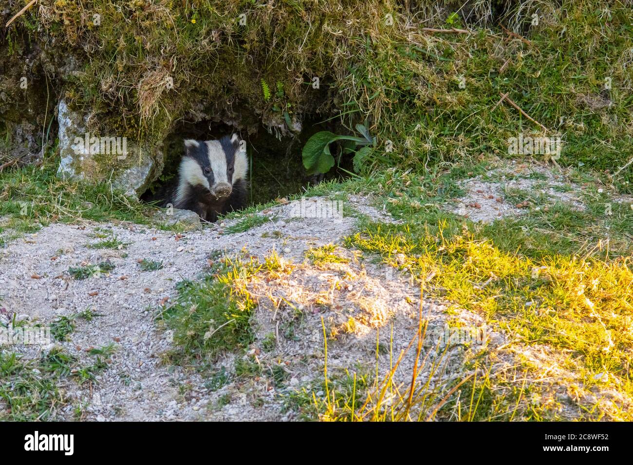 Badger emrging from it’s sett entrance in daylight during early Summer ...