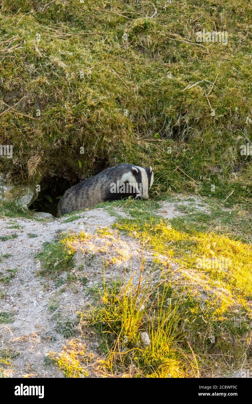 Badger emrging from it’s sett entrance in daylight during early Summer ...