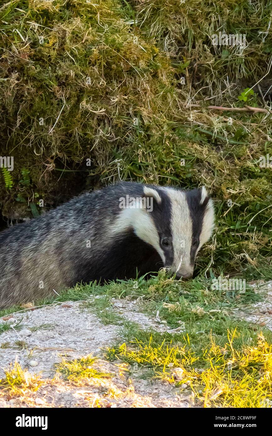 Badger emrging from it’s sett entrance in daylight during early Summer ...