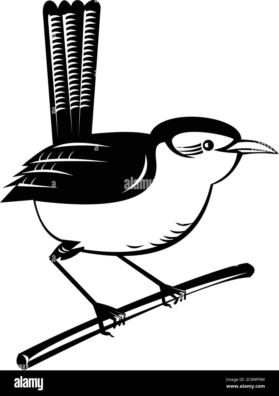 Wren family troglodytidae Stock Vector Images - Alamy