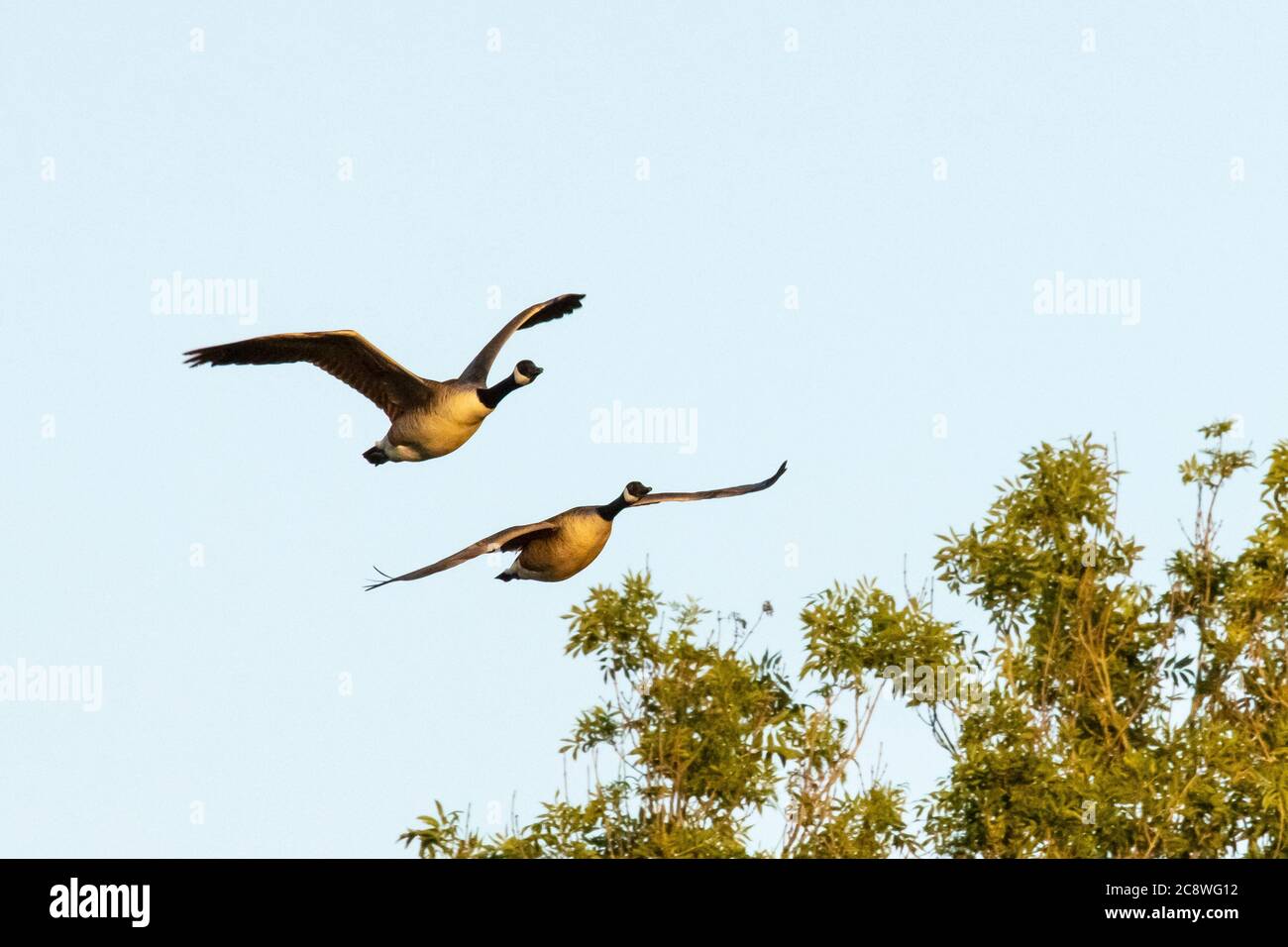 Two Canada Geese flying over woodland Stock Photo - Alamy