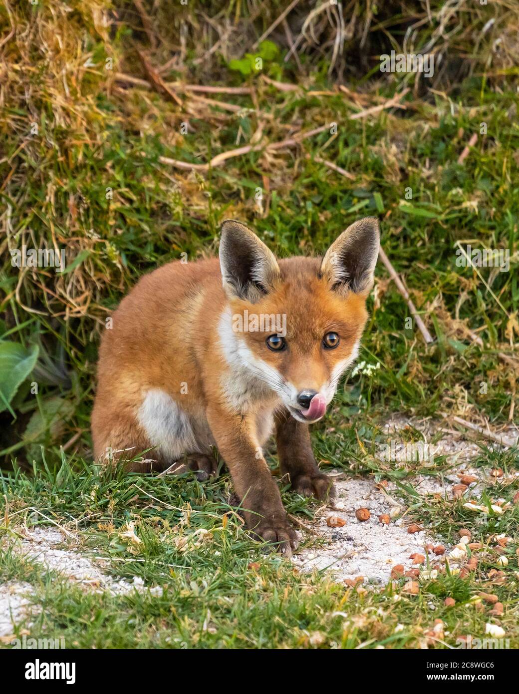 Fox cub in sunlight at the entrance of it’s den Stock Photo - Alamy