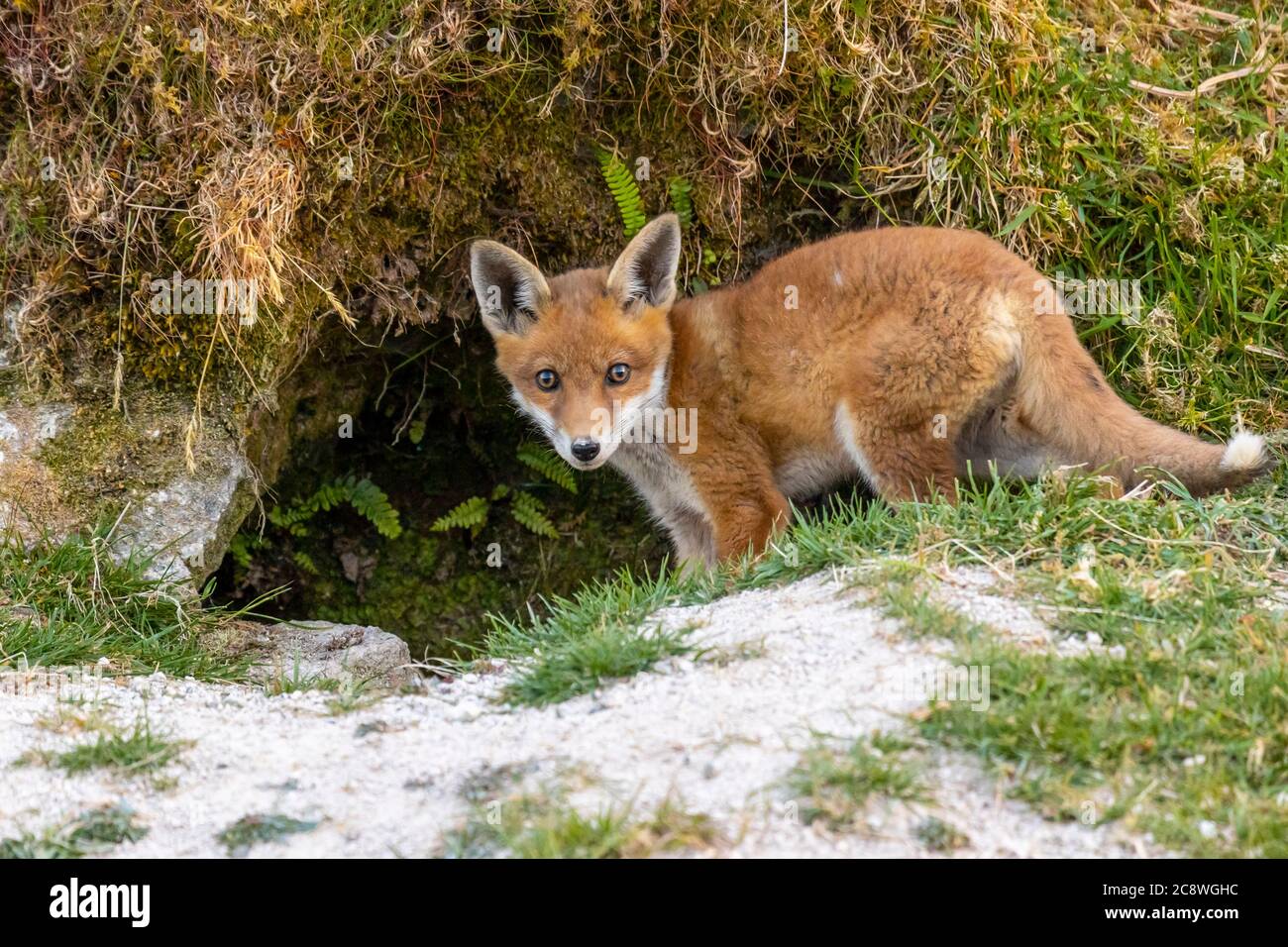 Cub in den entrance hi-res stock photography and images - Alamy