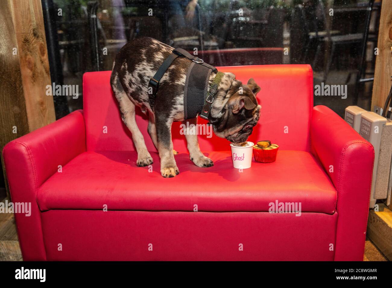 French dog breed hi-res stock photography and images - Alamy