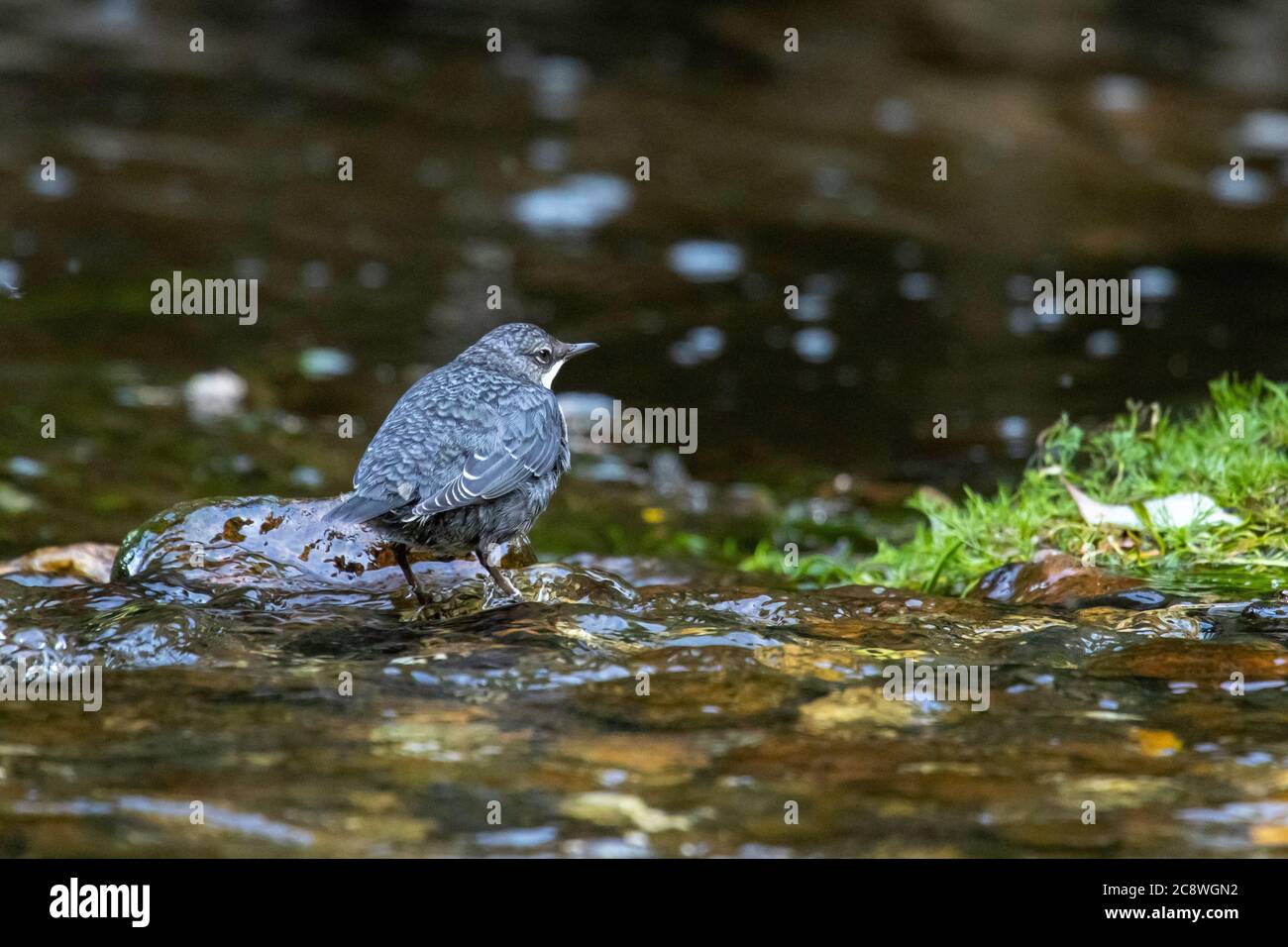 Juvenile Dipper feeding in shallow river Stock Photo - Alamy
