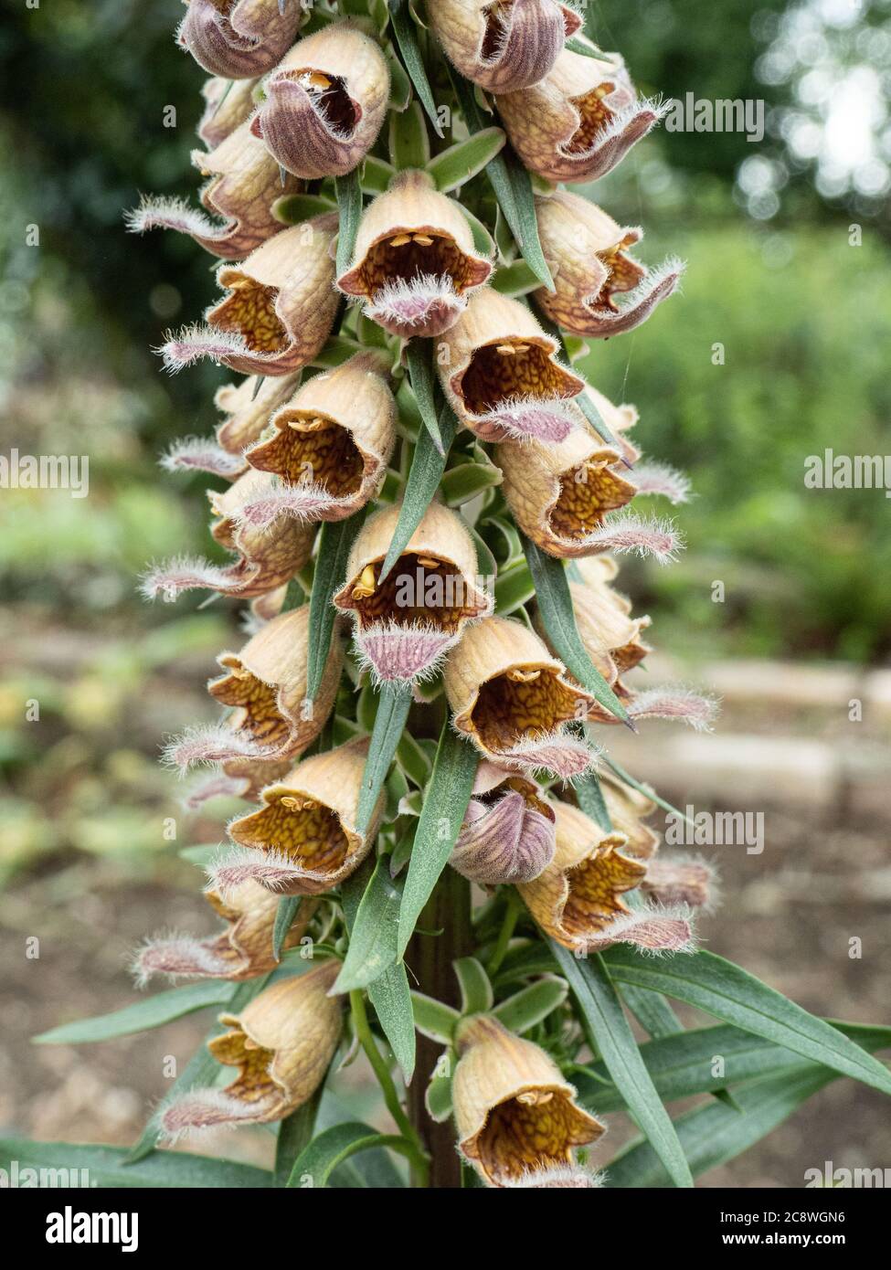 Digitalis ferruginea hi-res stock photography and images - Alamy