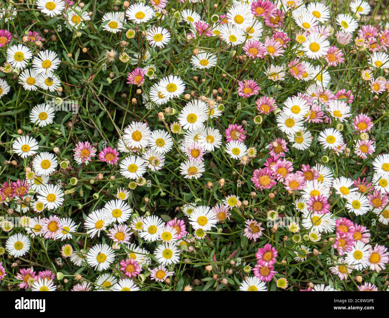 Clump of daisies hi-res stock photography and images - Alamy