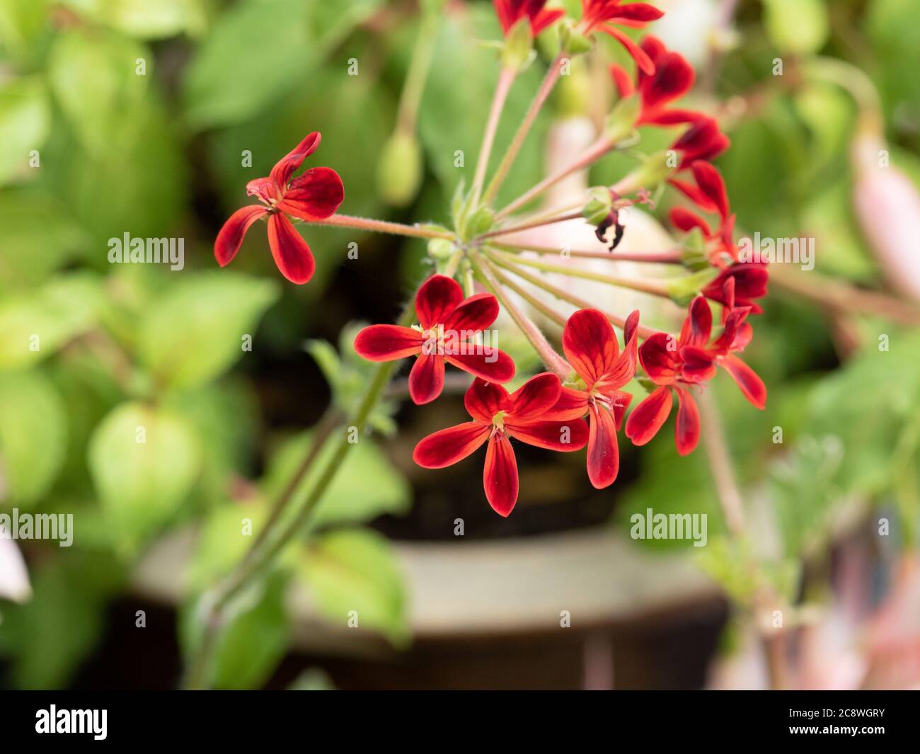 Geranium ardens hi-res stock photography and images - Alamy