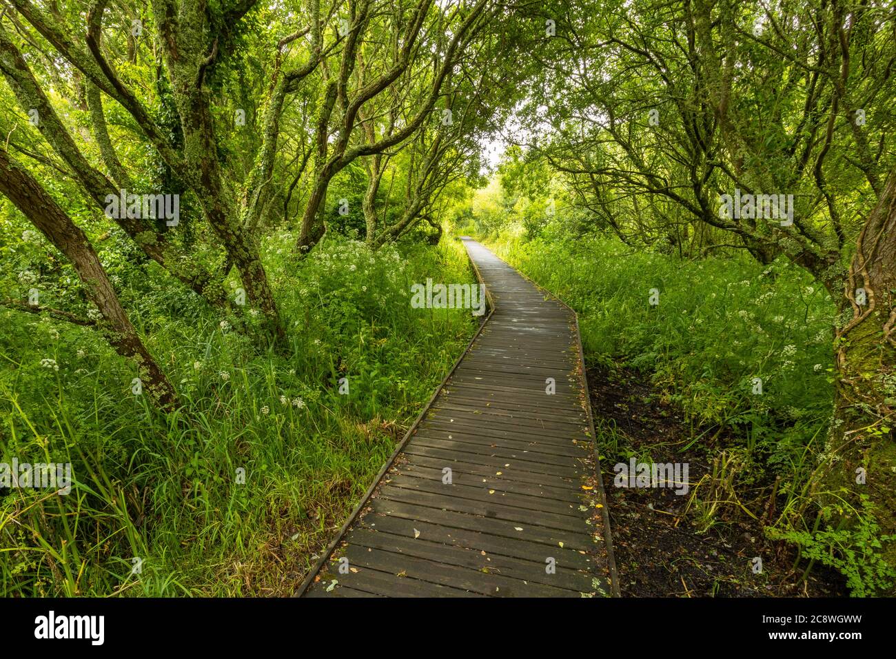 Tree lined boardwalk through Slapton Ley nature reserve Stock Photo - Alamy