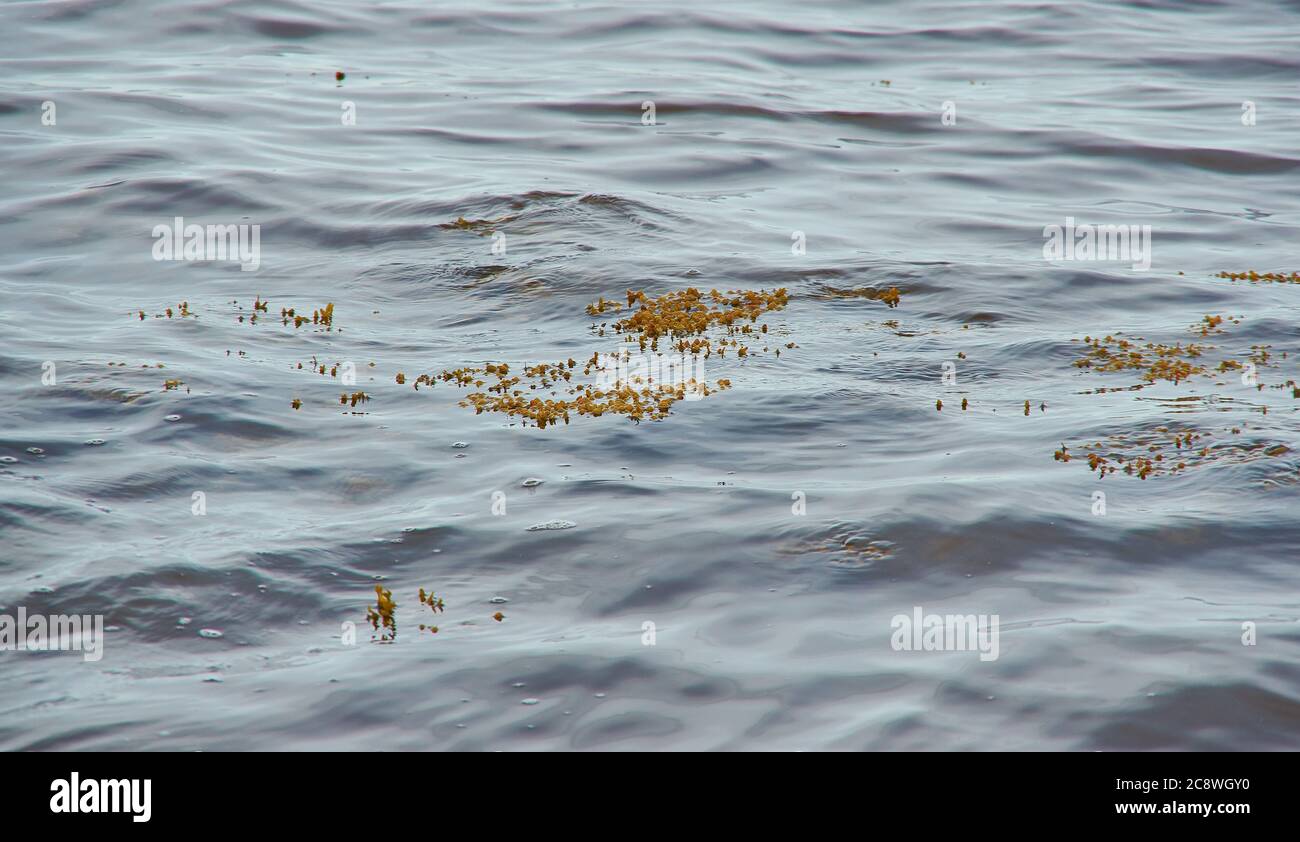 Fucus organism hi-res stock photography and images - Alamy
