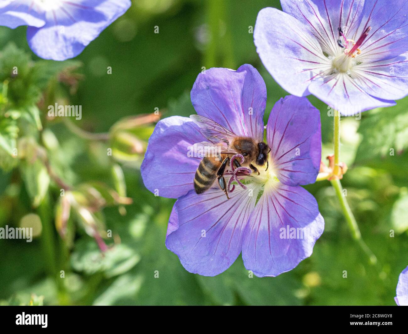 A close up of a honeybee feeding on the flower of Geranium Roxanne ...