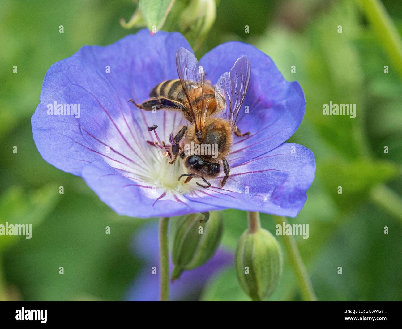 Geranium roxanne flower hi-res stock photography and images - Alamy