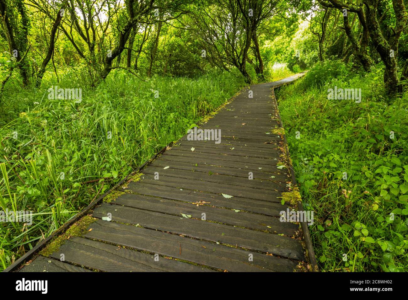 Tree lined boardwalk through Slapton Ley nature reserve Stock Photo - Alamy