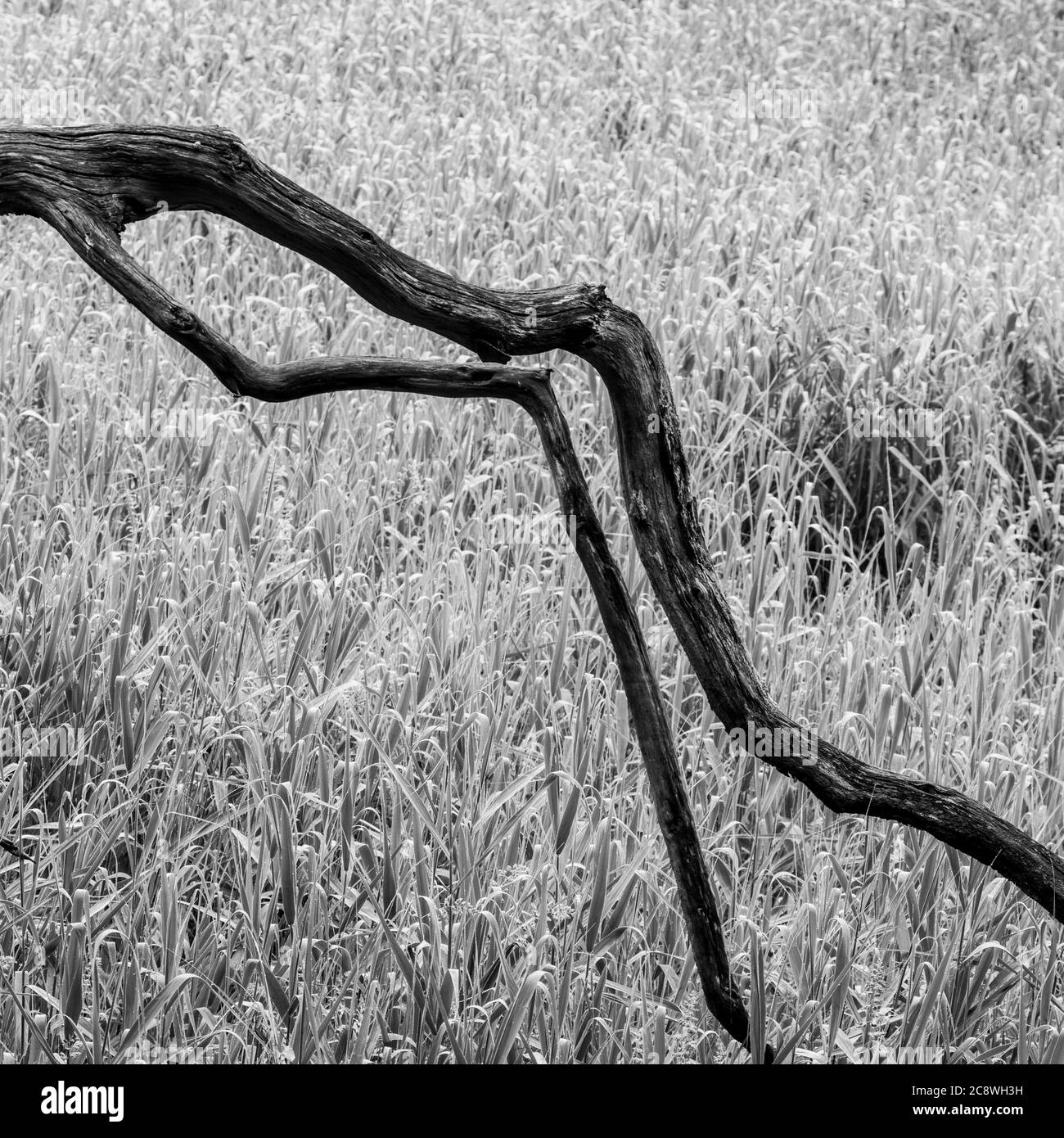 Branch and reeds in black and white at Slapton Ley nature reserve Stock ...