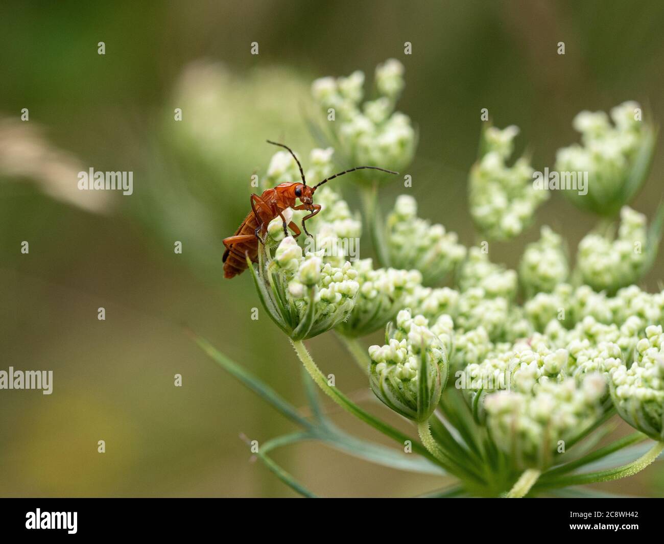 Beneficial insects hi-res stock photography and images - Alamy