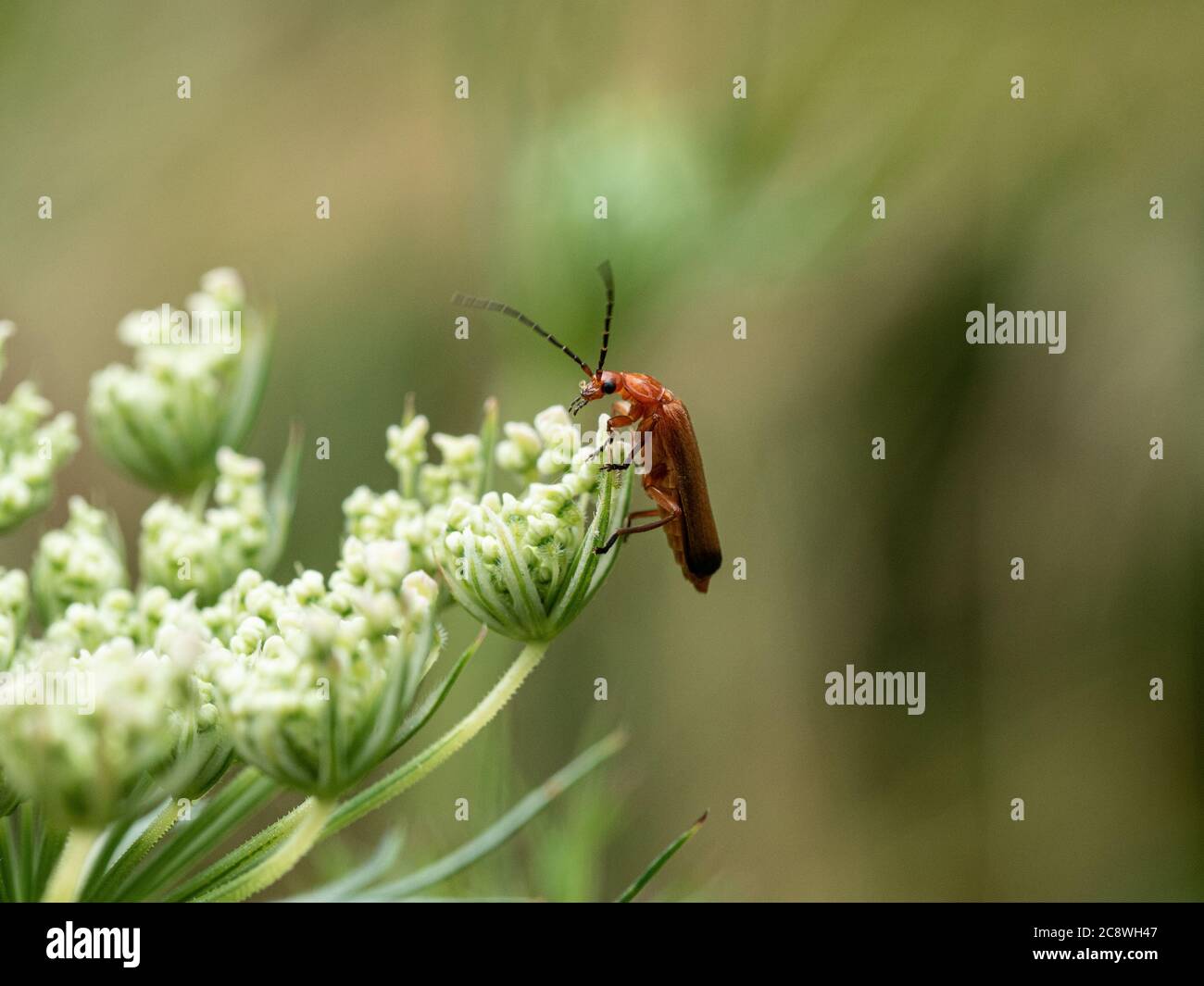 Beneficial insects hi-res stock photography and images - Alamy