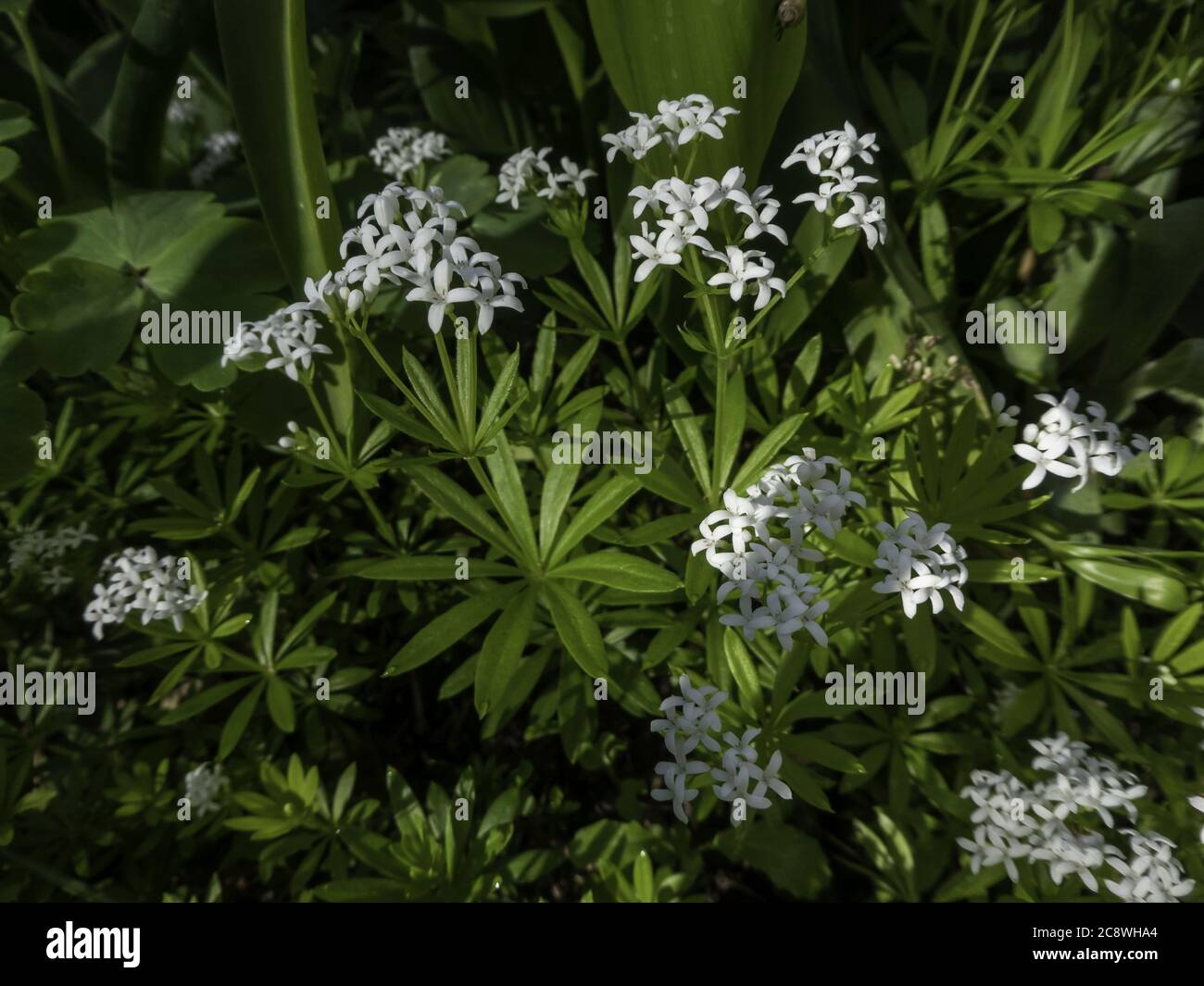 Ruff wood hi-res stock photography and images - Alamy