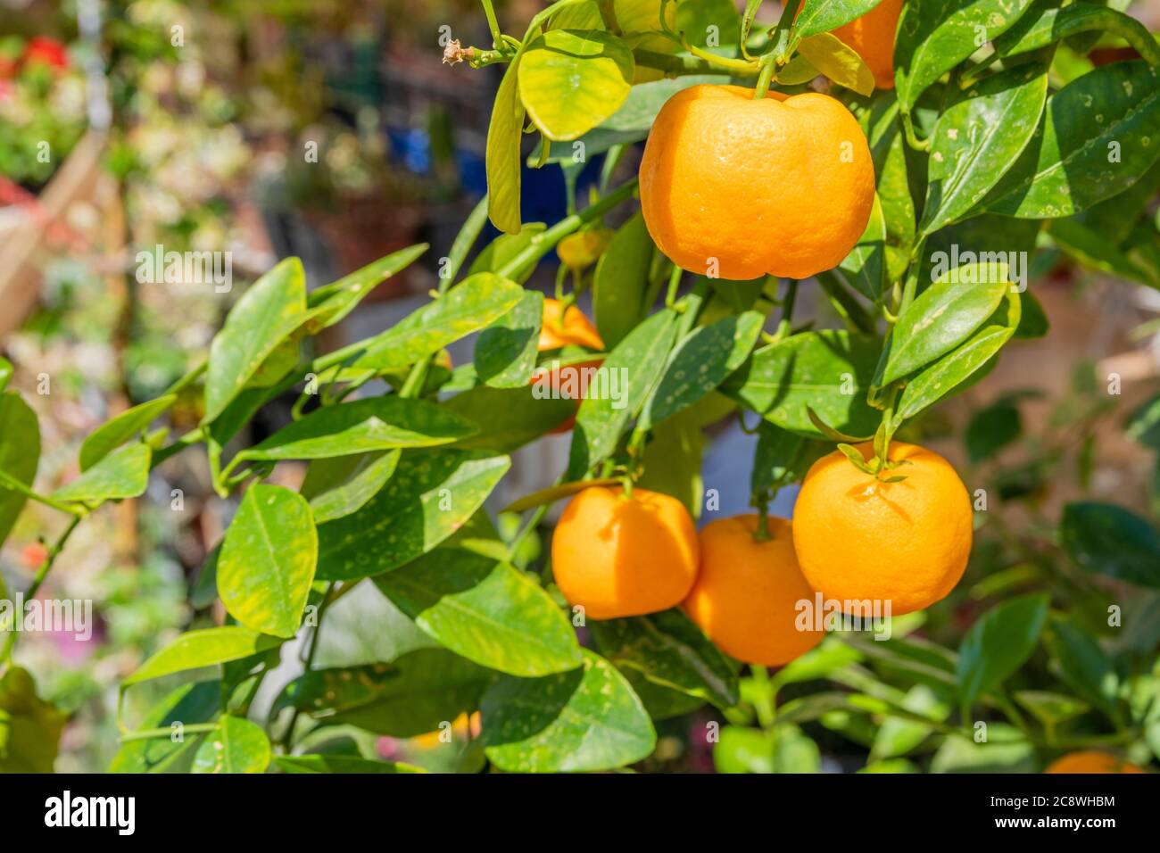 Farmer oranges hi-res stock photography and images - Alamy