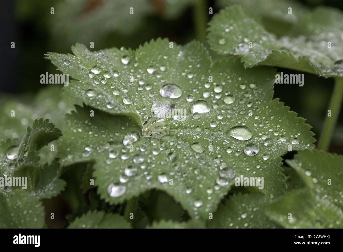 Waterdrops at sheet hi-res stock photography and images - Alamy