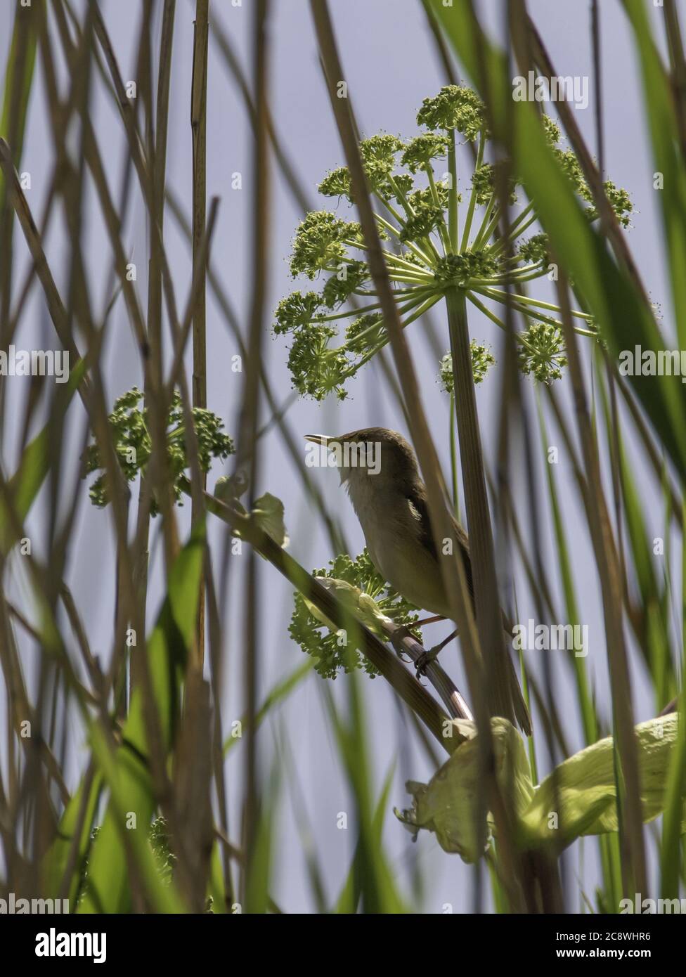 Great Reed Warbler singing in Reed, june 2020 | usage worldwide Stock ...