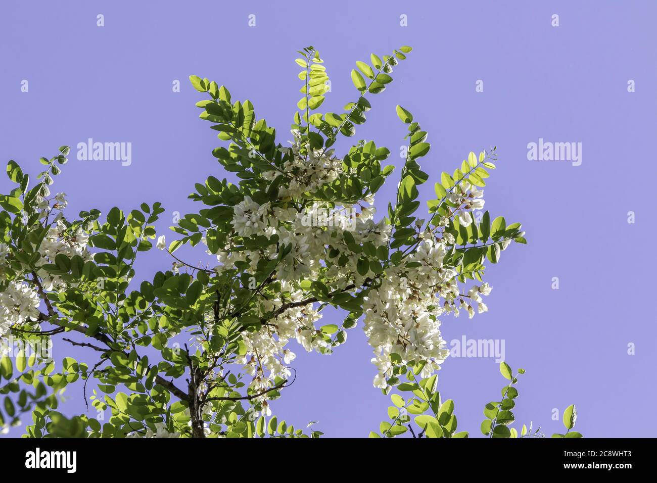flowering Robinia tree, june 2020 | usage worldwide Stock Photo - Alamy