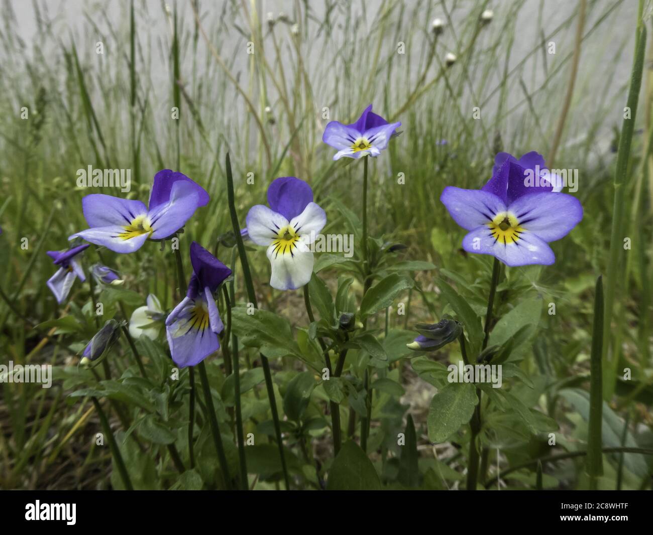 flowering Wild Pansy, june 2020 | usage worldwide Stock Photo - Alamy